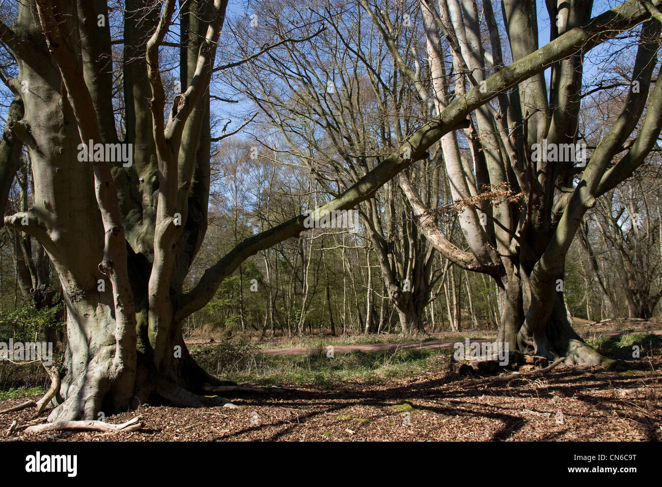 Epping forest hi-res stock photography and images - Alamy