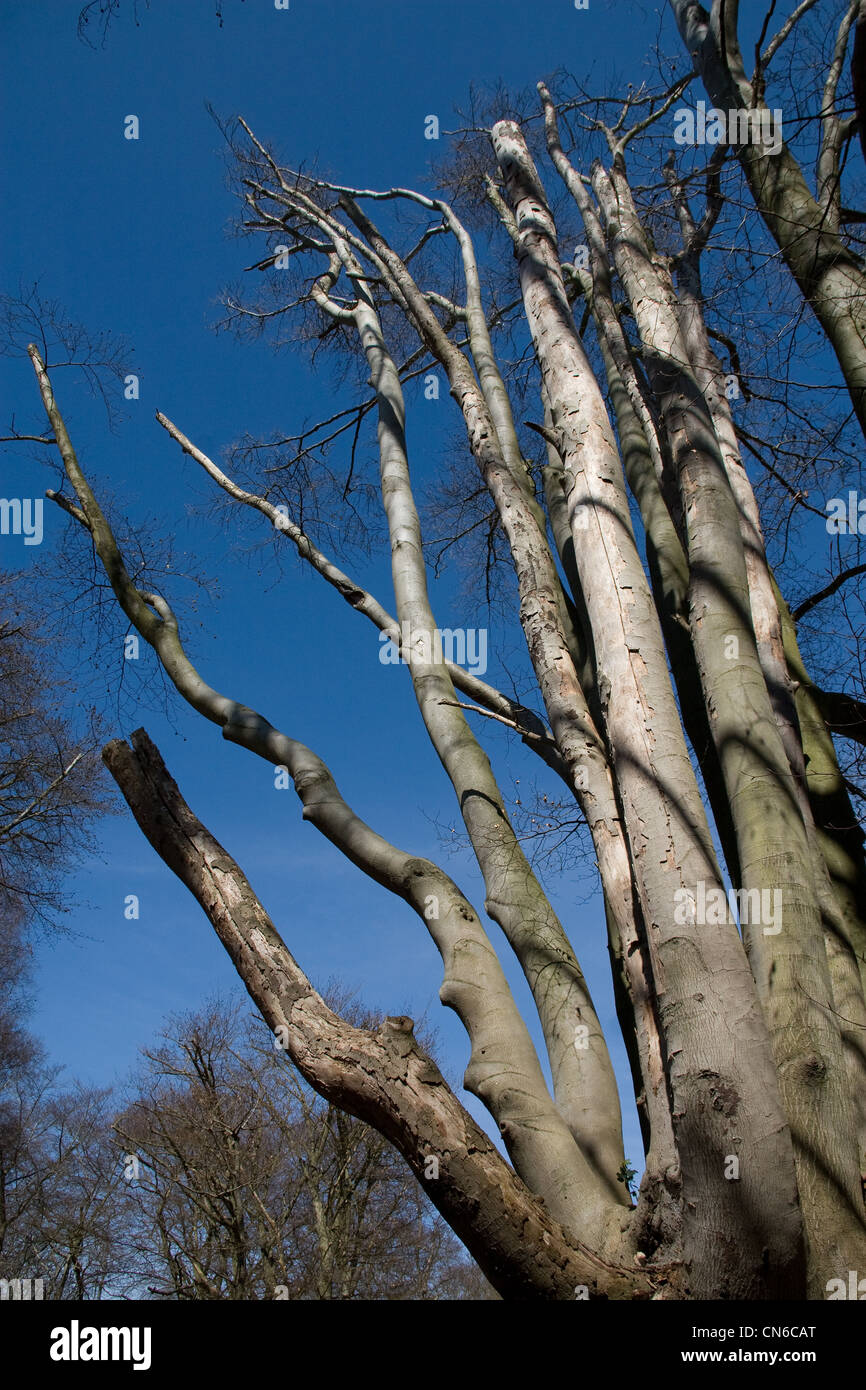 Ancient old trees woodland Epping Forest Stock Photo - Alamy