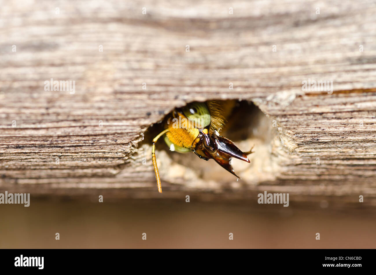 Carpenter bee macro in hi-res stock photography and images - Alamy