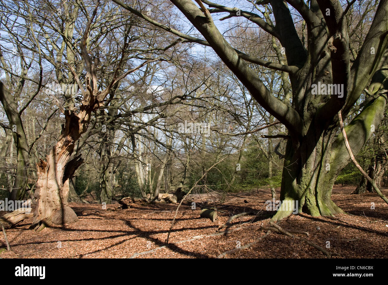 Ancient old trees woodland Epping Forest Stock Photo - Alamy