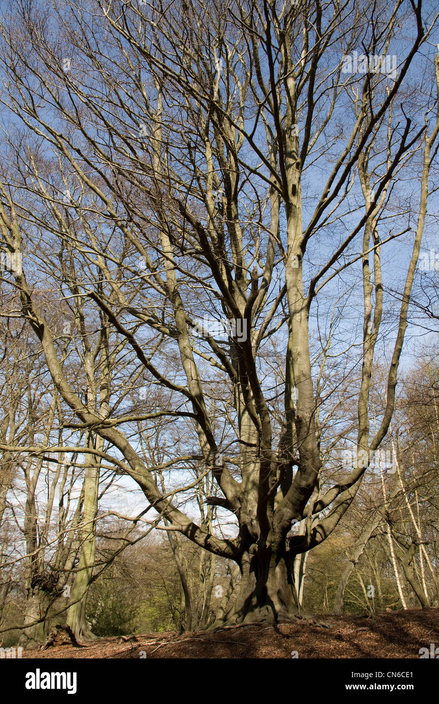 Ancient old trees woodland Epping Forest Stock Photo - Alamy
