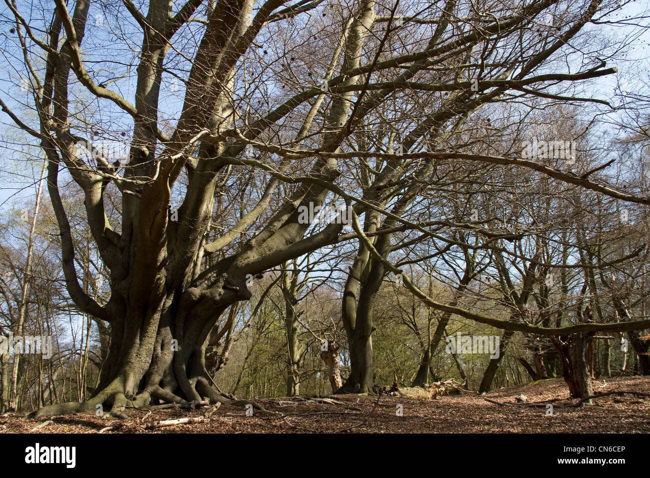 Ancient old trees woodland Epping Forest Stock Photo - Alamy
