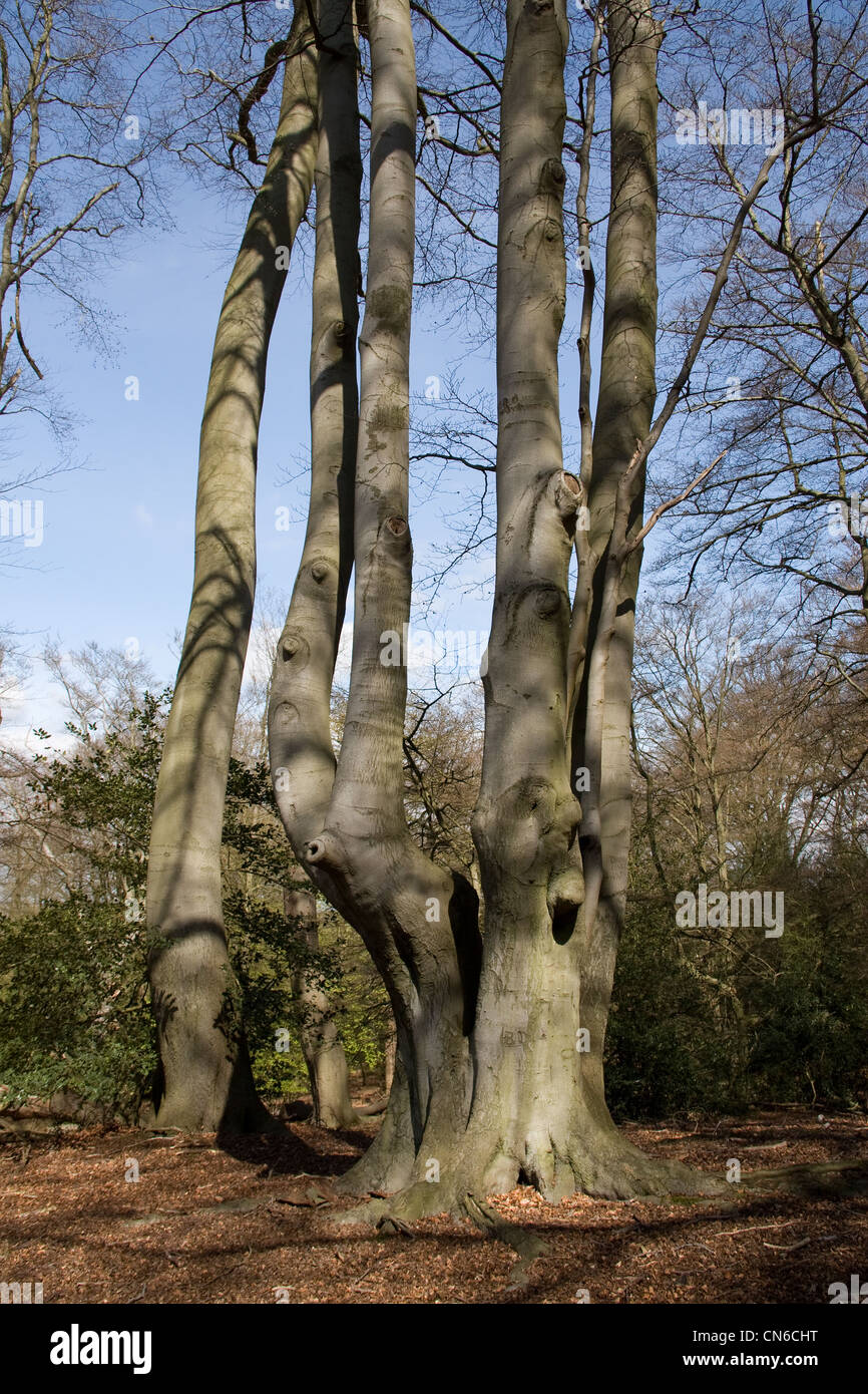 Ancient old trees woodland Epping Forest Stock Photo - Alamy