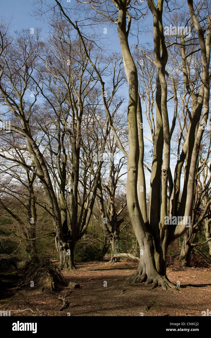 Ancient old trees woodland Epping Forest Stock Photo - Alamy