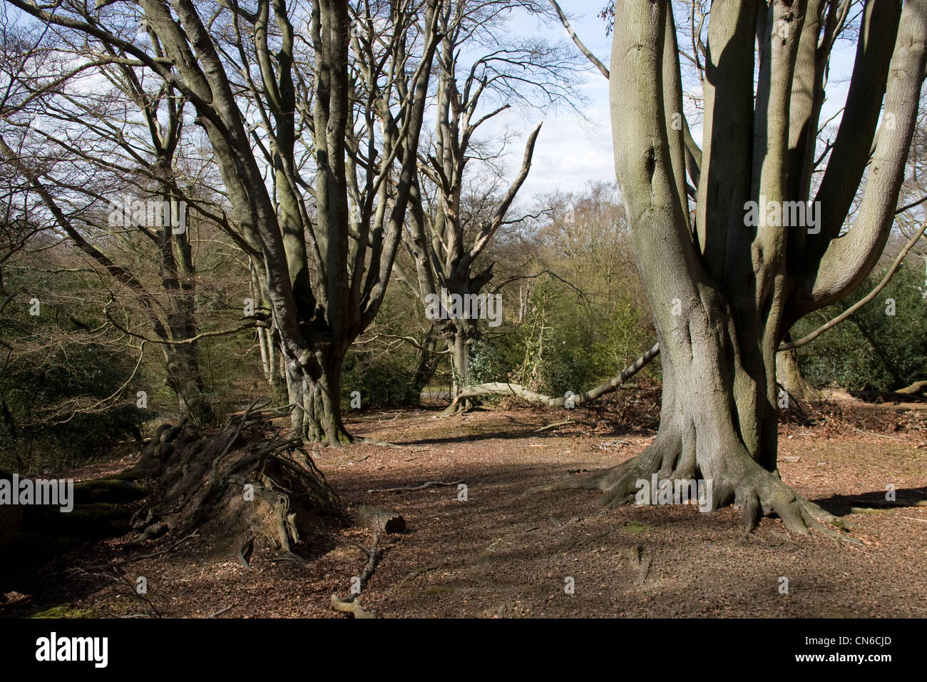 Ancient old trees woodland Epping Forest Stock Photo - Alamy