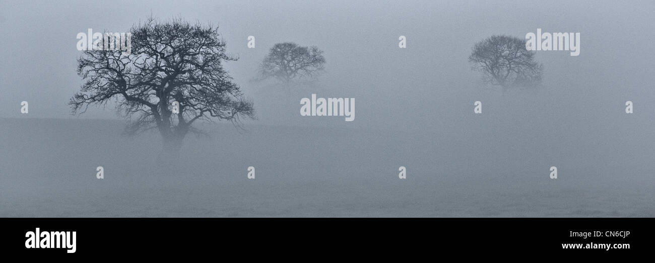 Mist trees Devon Stock Photo - Alamy