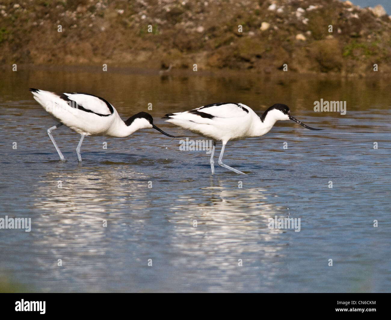 Avocets on lake hi-res stock photography and images - Alamy