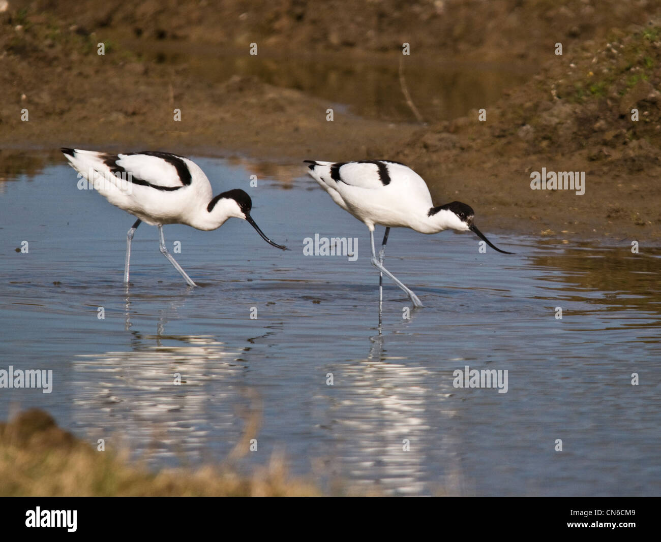 Pair of avocets hi-res stock photography and images - Alamy