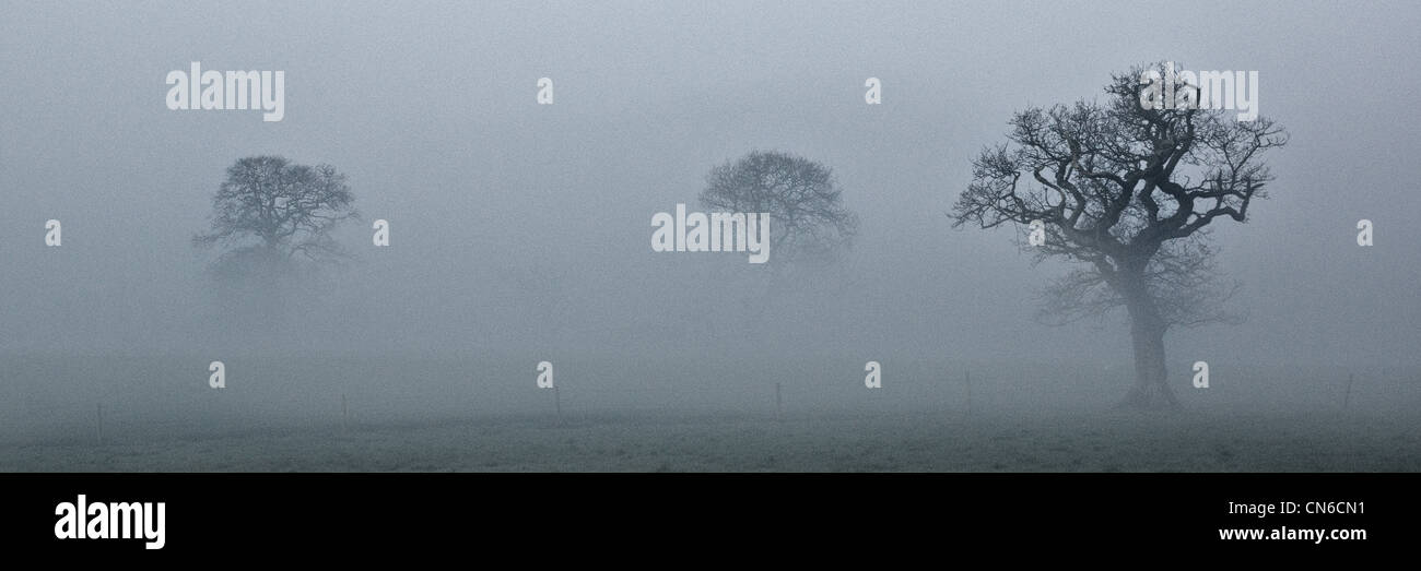 Devon morning mist hi-res stock photography and images - Alamy