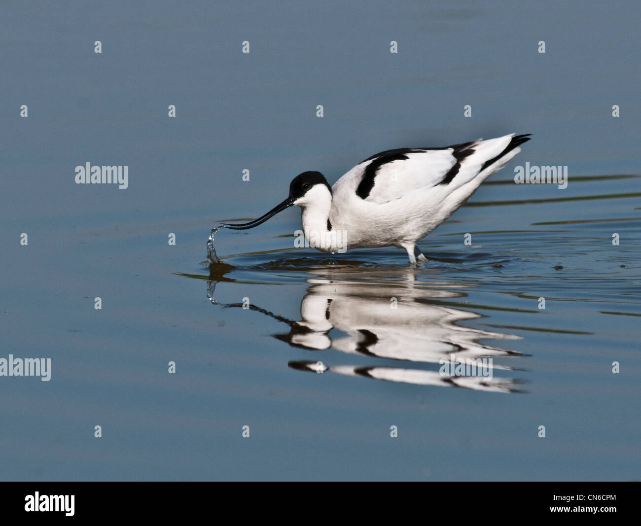 Avocet feeding and showing its reflection on a local lake Stock Photo ...