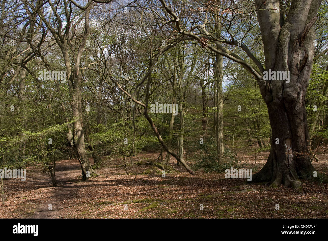 Ancient old trees woodland Epping Forest Stock Photo - Alamy