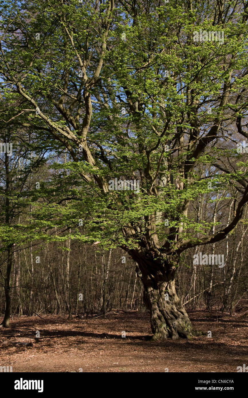 Ancient old trees woodland Epping Forest Stock Photo - Alamy