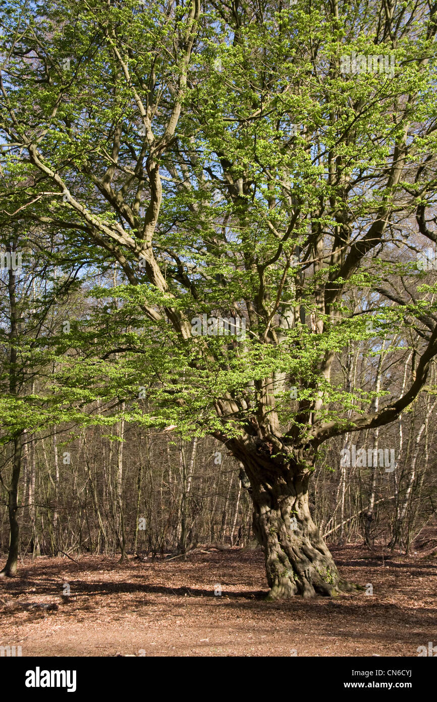 Ancient old trees woodland Epping Forest Stock Photo - Alamy