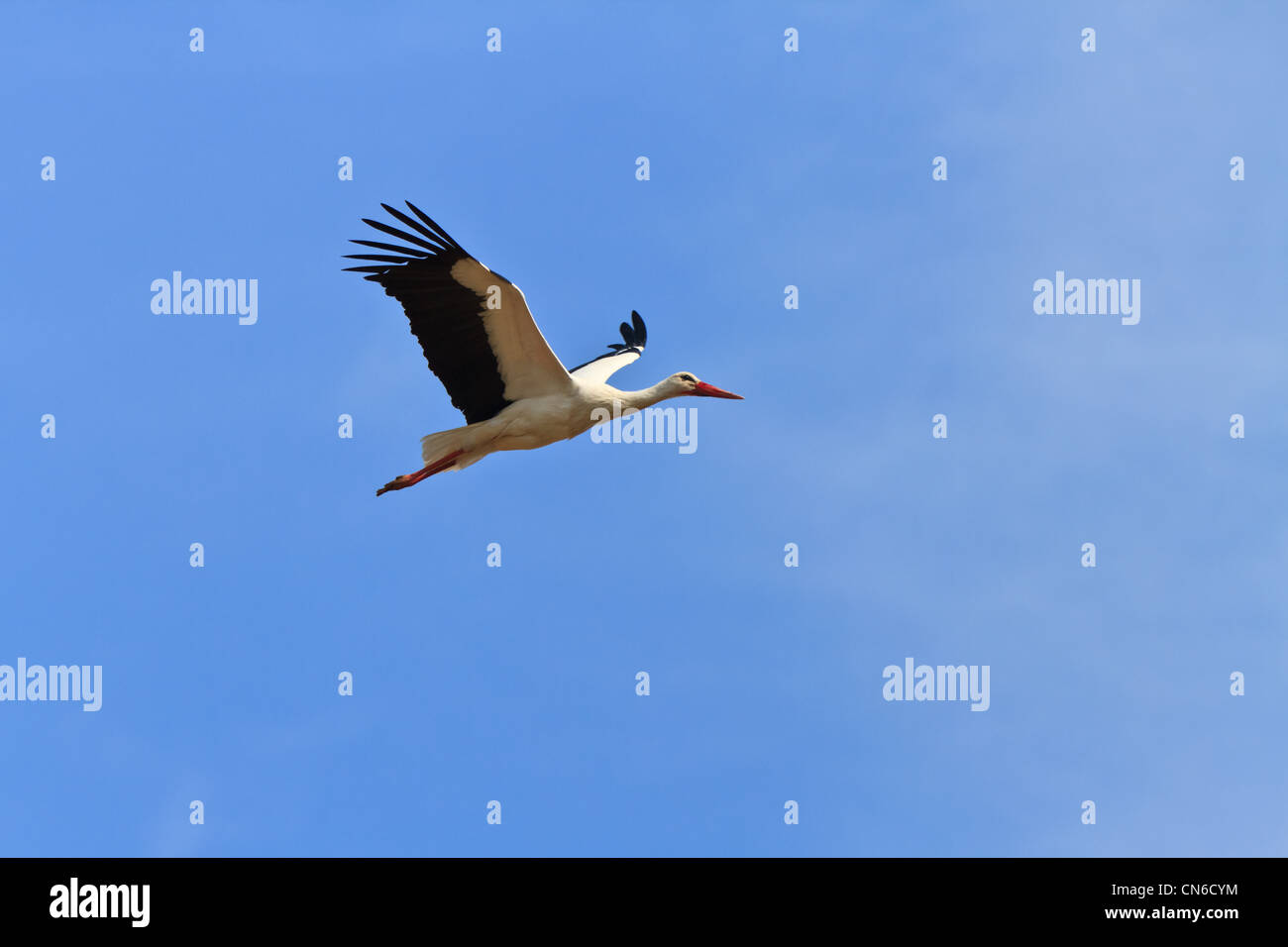 stork in flight Stock Photo - Alamy