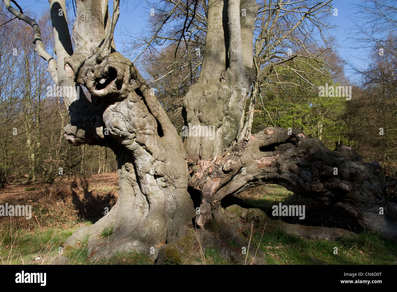 Ancient old trees woodland Epping Forest Stock Photo - Alamy
