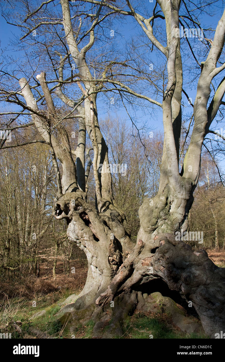 Ancient old trees woodland Epping Forest Stock Photo - Alamy