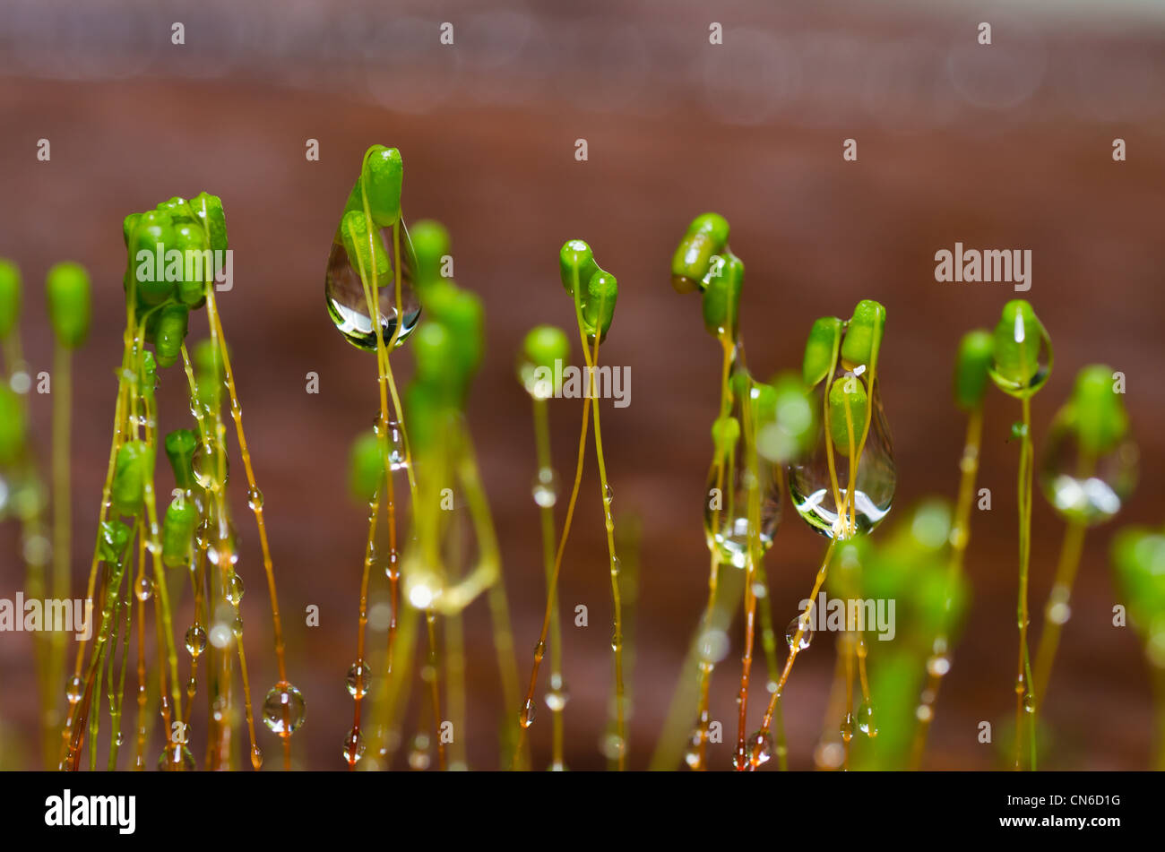 Fresh moss in green nature or in old stone or old wall Stock Photo - Alamy