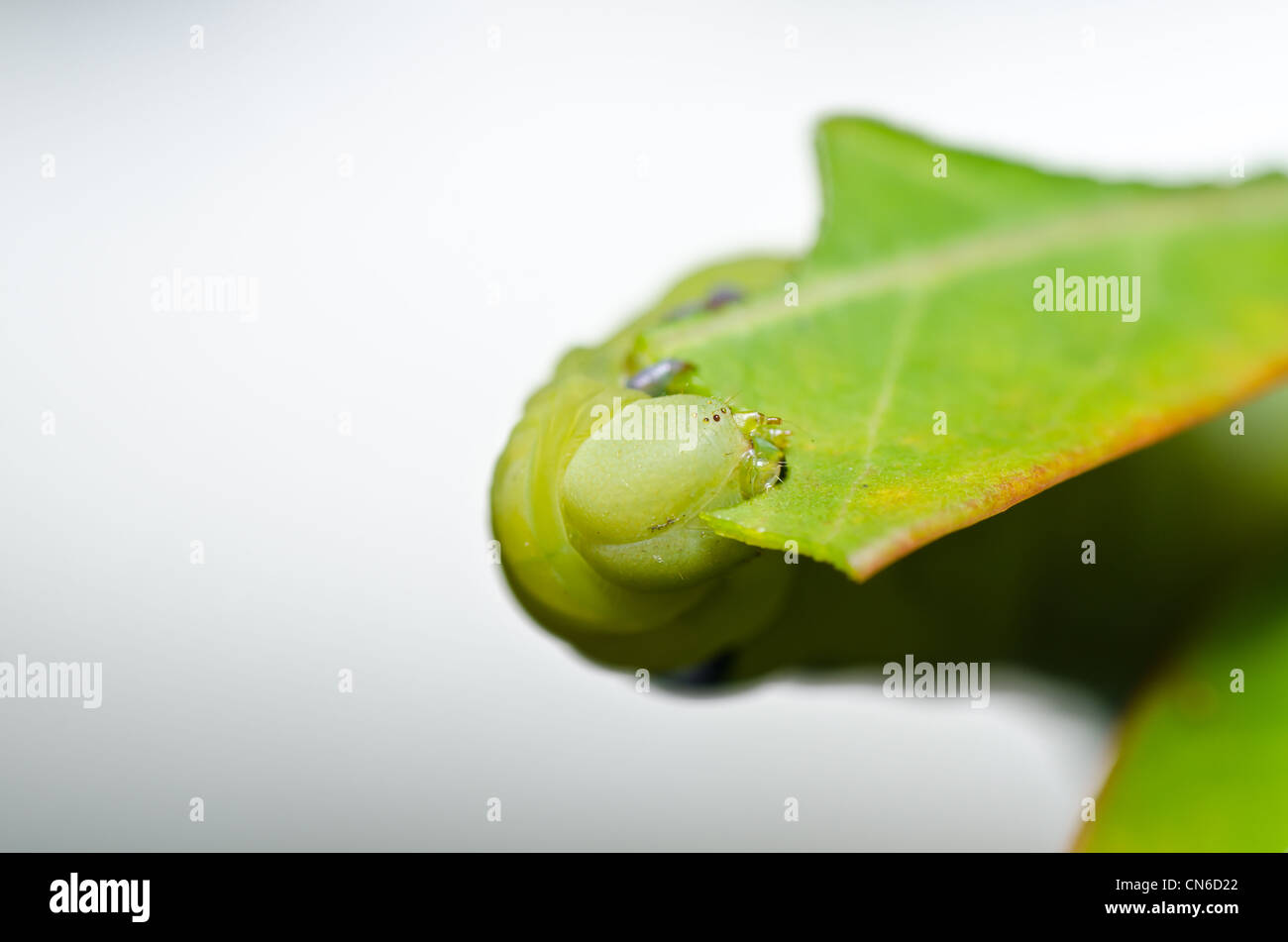 worm in green nature or in the garden Stock Photo - Alamy