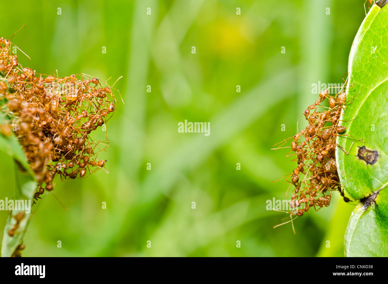 red ant in green nature or in the garden Stock Photo - Alamy