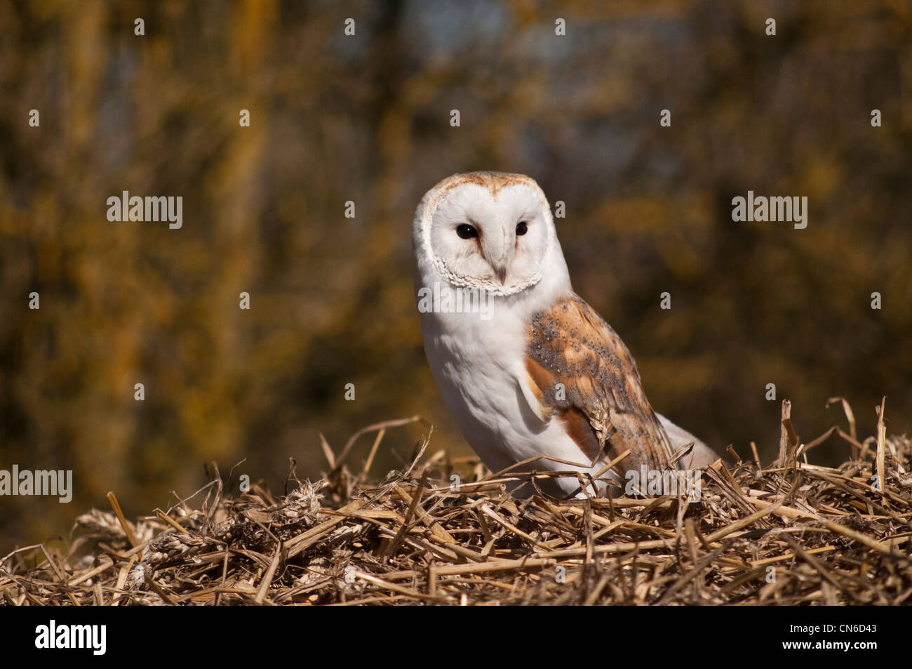 Barn Owl resting on a hay bale Stock Photo - Alamy