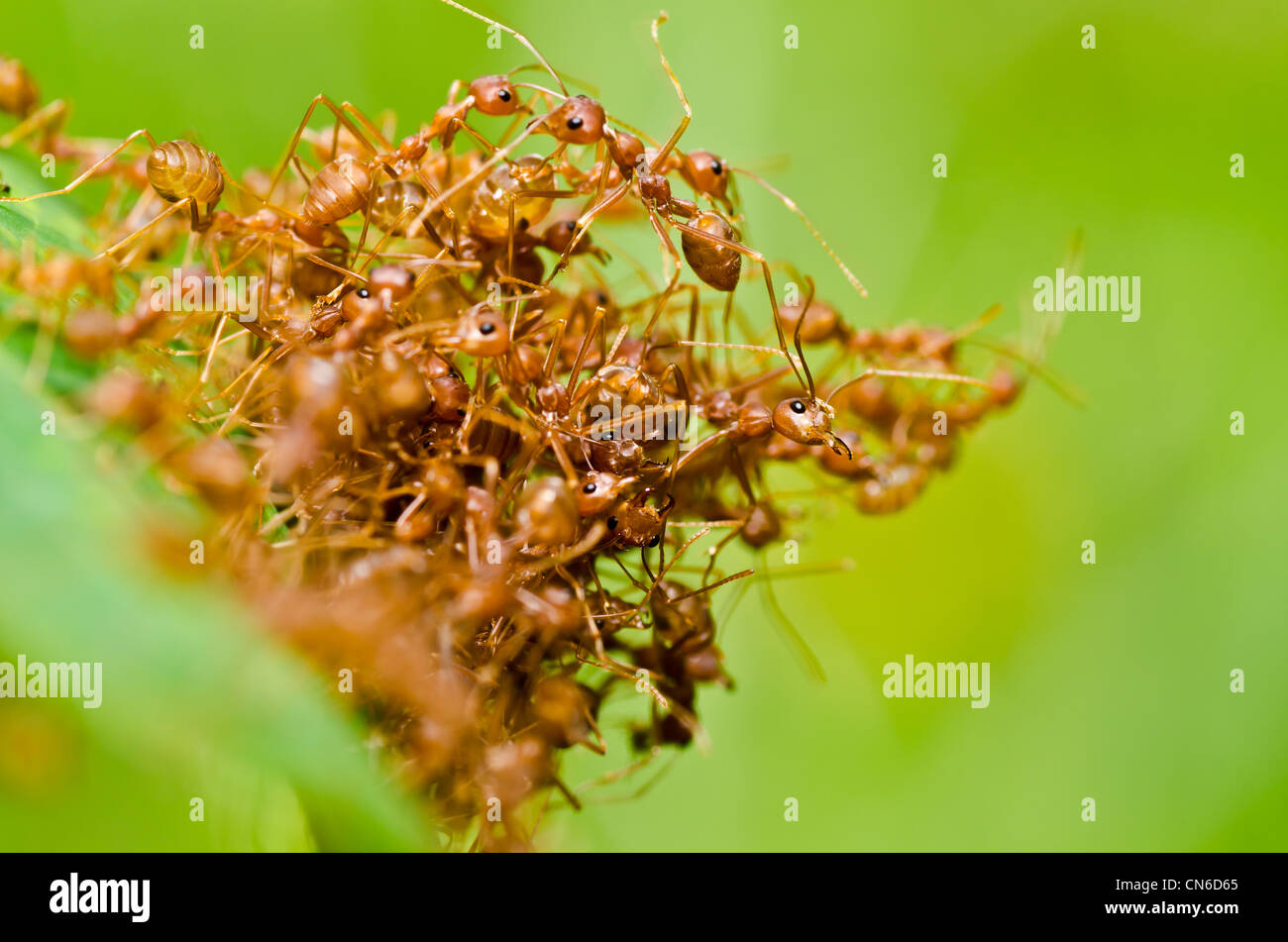 red ant in green nature or in the garden Stock Photo - Alamy