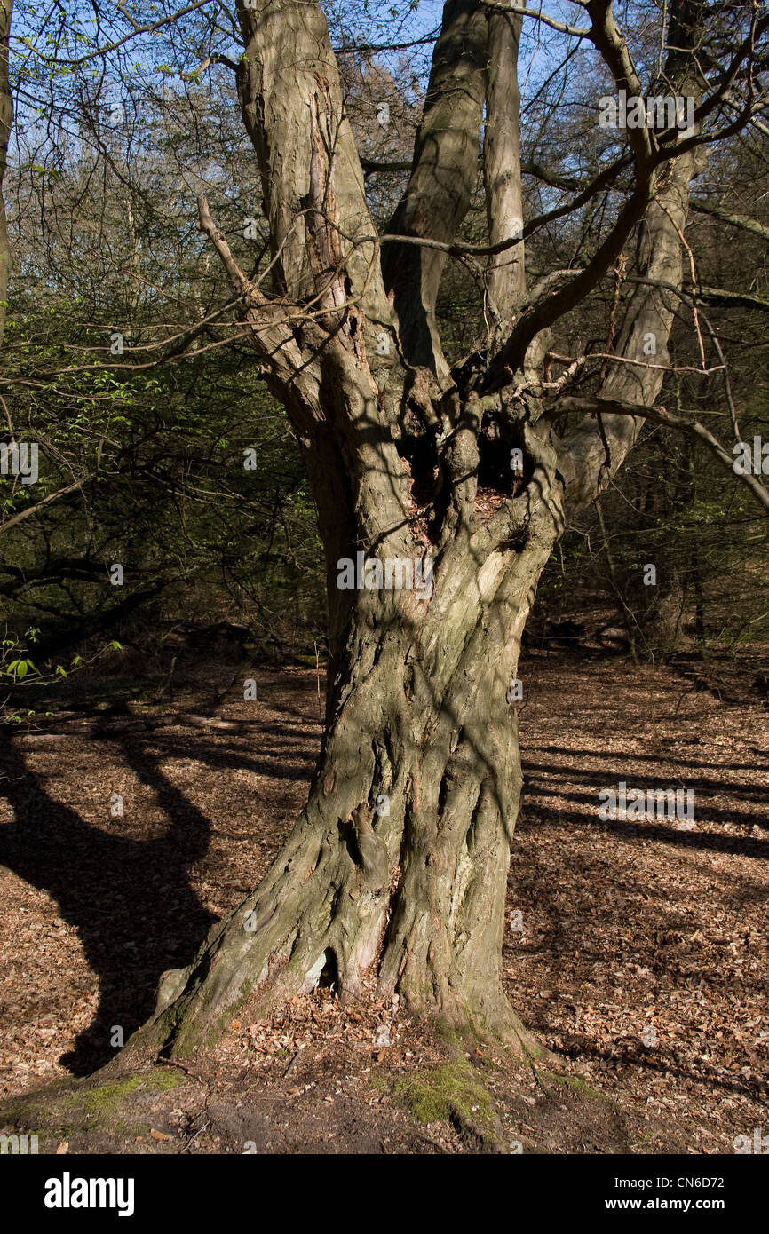 Ancient old trees woodland Epping Forest Stock Photo - Alamy