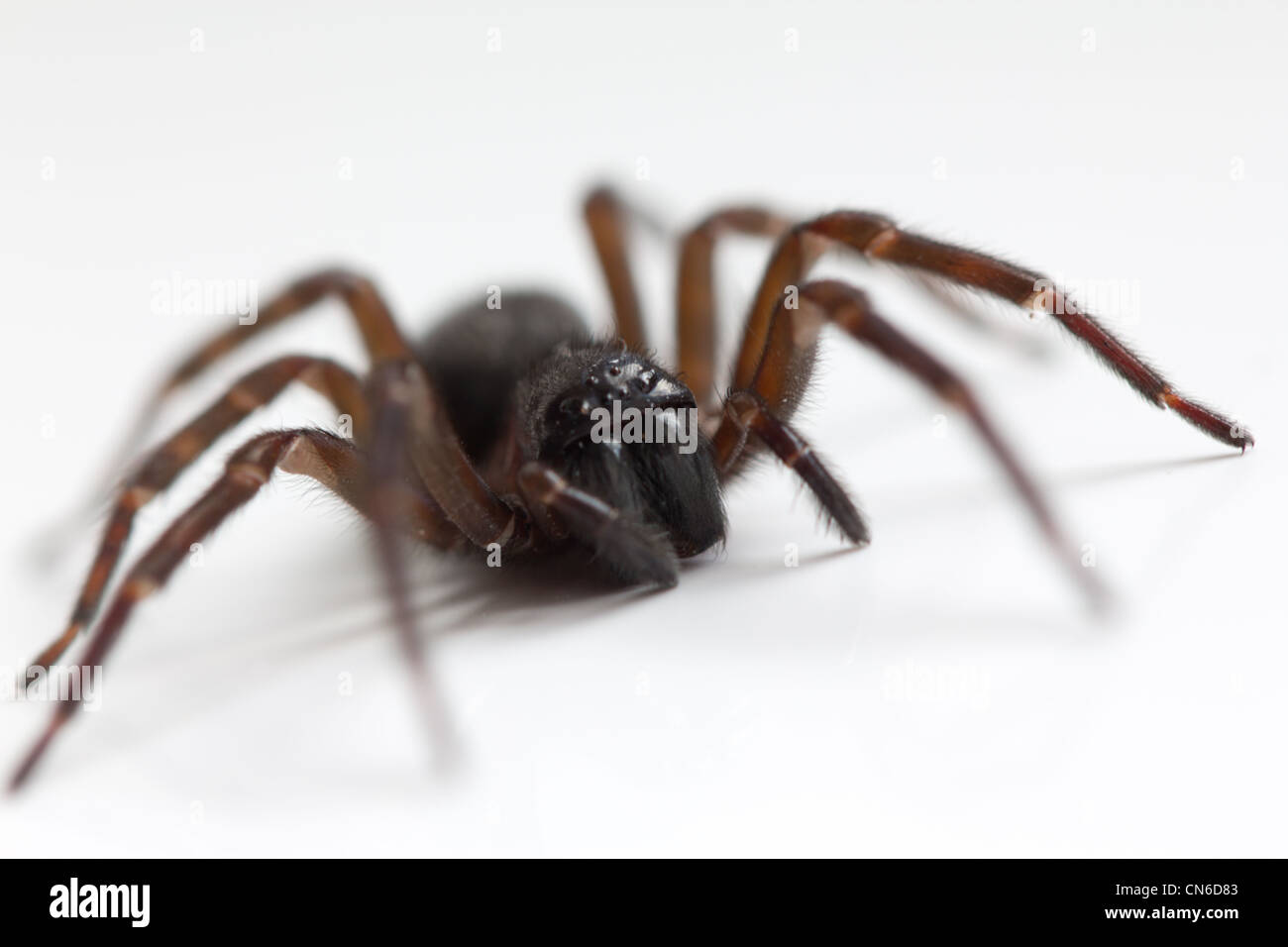 House spider macro close-up Stock Photo - Alamy