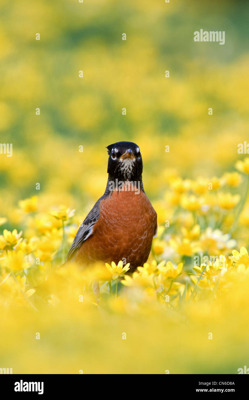 American Robin in Lesser Celandine Flowers - vertical bird birds ...