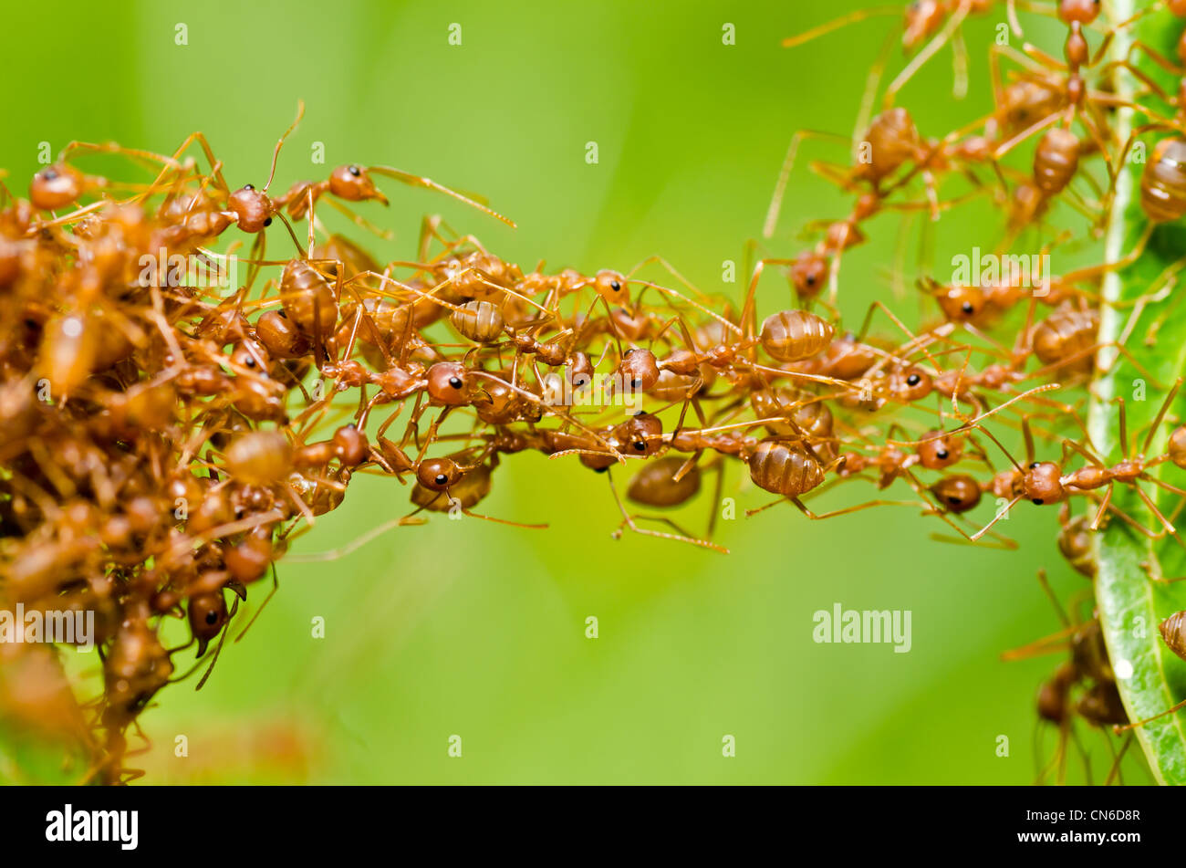 red ant in green nature or in the garden Stock Photo - Alamy