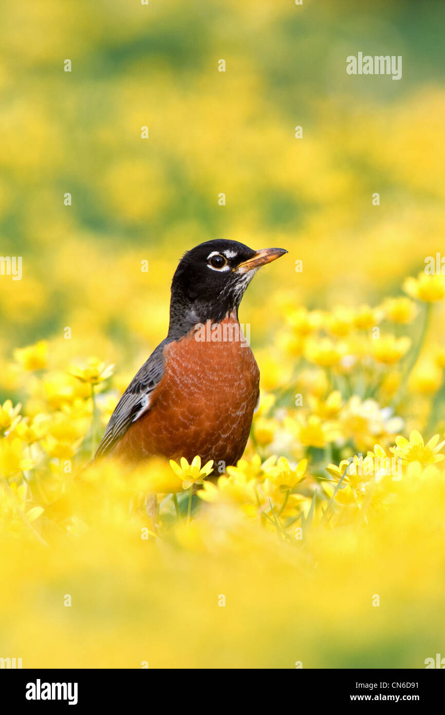 American Robin in Lesser Celandine Flowers - vertical bird birds ...