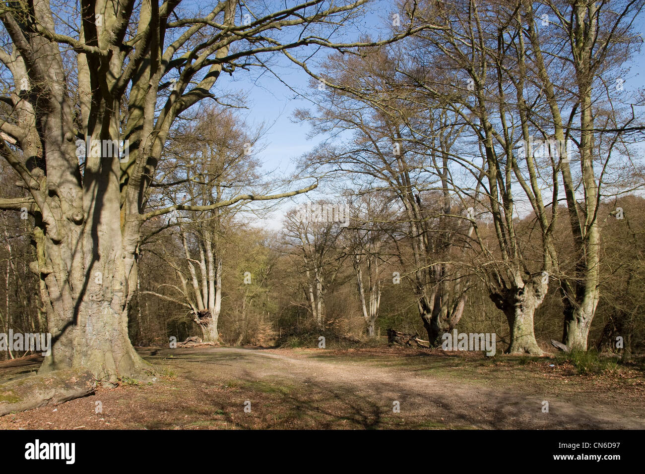 Epping forest ancient woodland hi-res stock photography and images - Alamy
