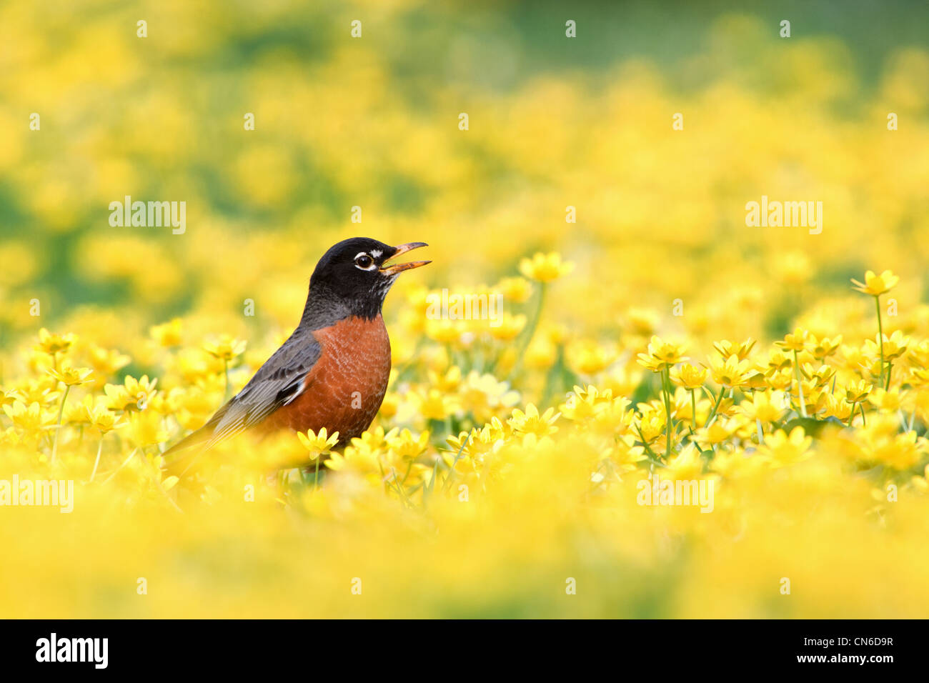 American Robin in Lesser Celandine Flowers bird birds songbird ...