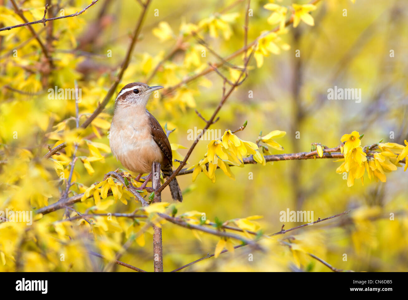 Wren bird flowers hi-res stock photography and images - Alamy