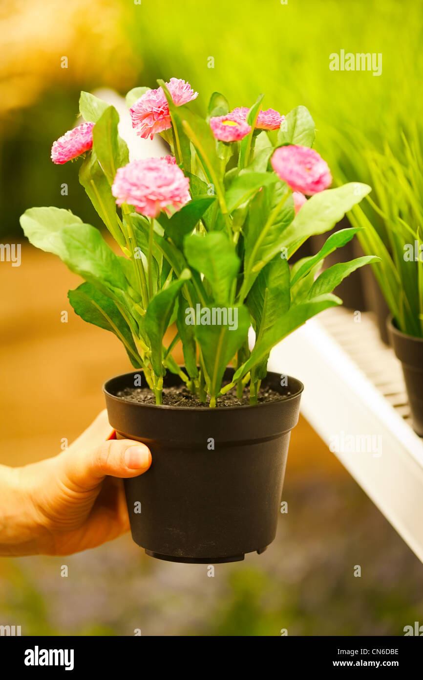 Closeup on hands holding pots of flowers Stock Photo - Alamy
