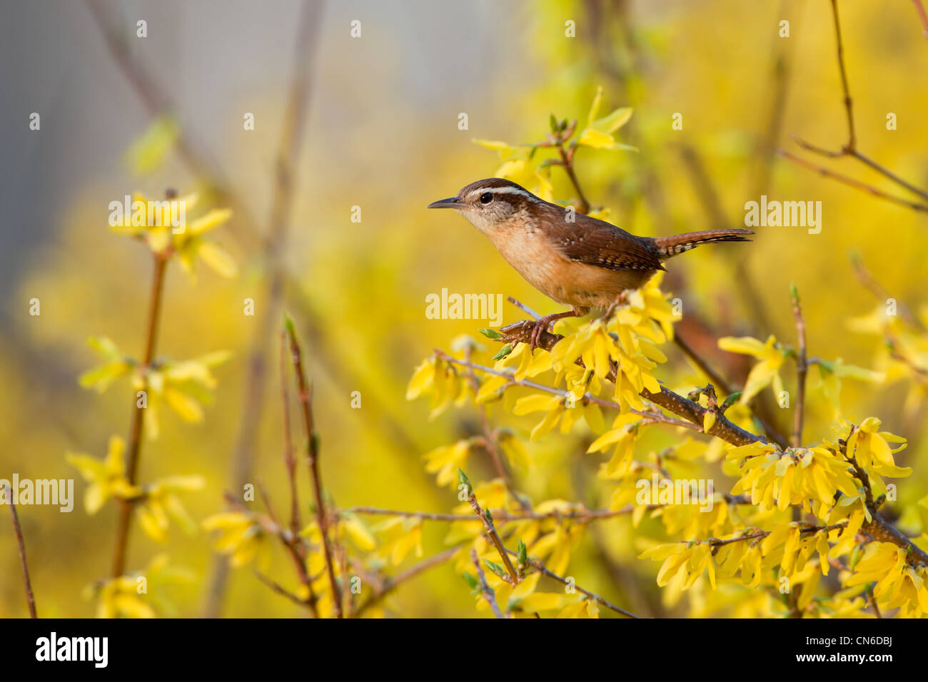 Carolian Wren in Forsythia Bush Flowers Stock Photo - Alamy