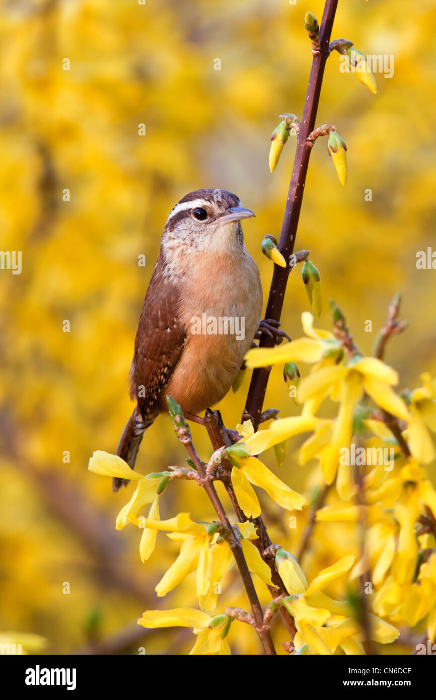 Carolina wren hi-res stock photography and images - Alamy