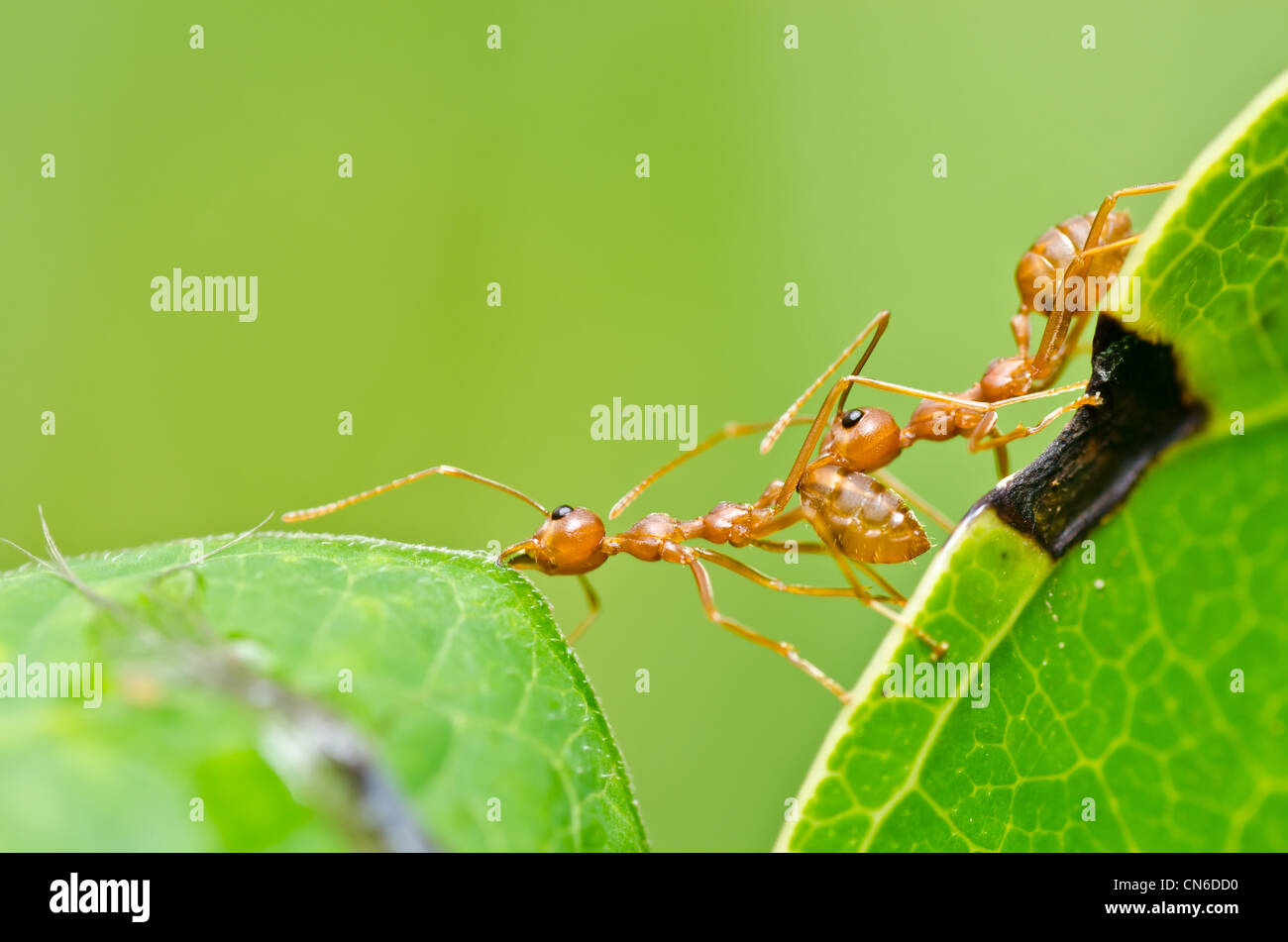 red ant in green nature or in the garden Stock Photo - Alamy