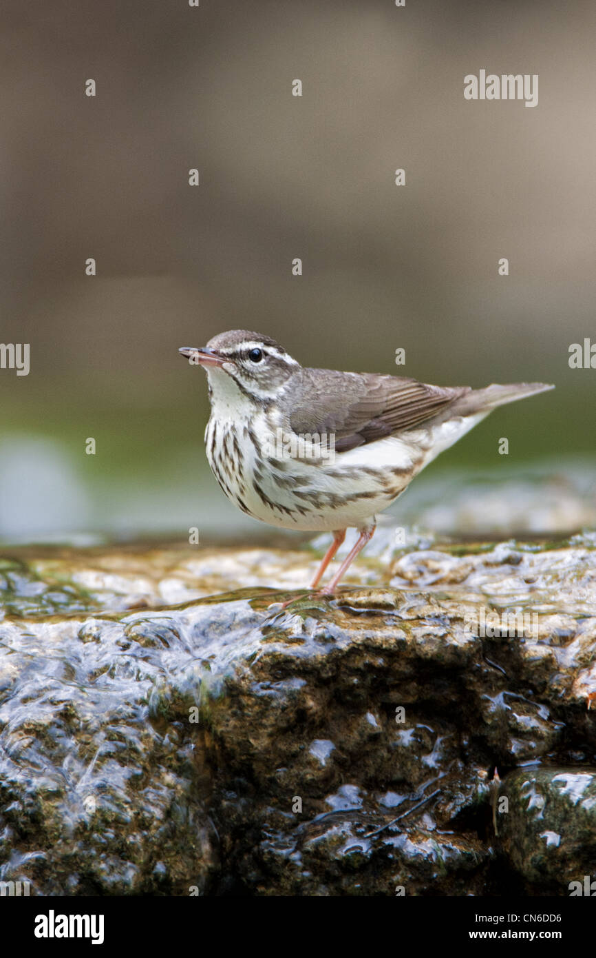 Louisiana waterthrush hi-res stock photography and images - Alamy