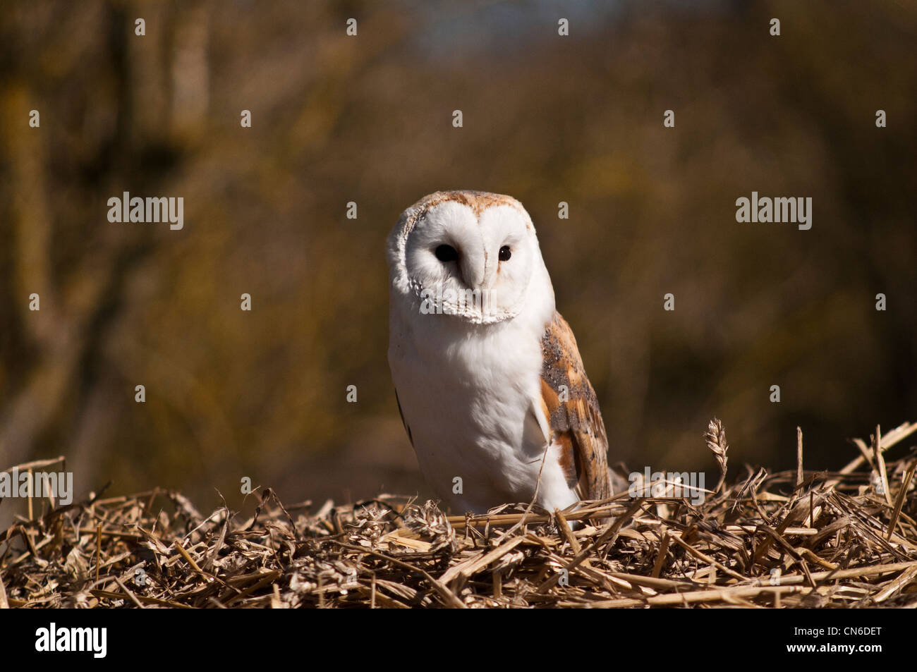 Barn owl resting hi-res stock photography and images - Alamy