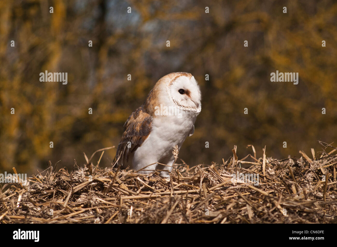 Barn Owl perched on a hay bale Stock Photo - Alamy
