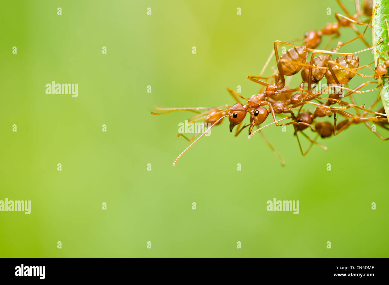 red ant in green nature or in the garden Stock Photo - Alamy