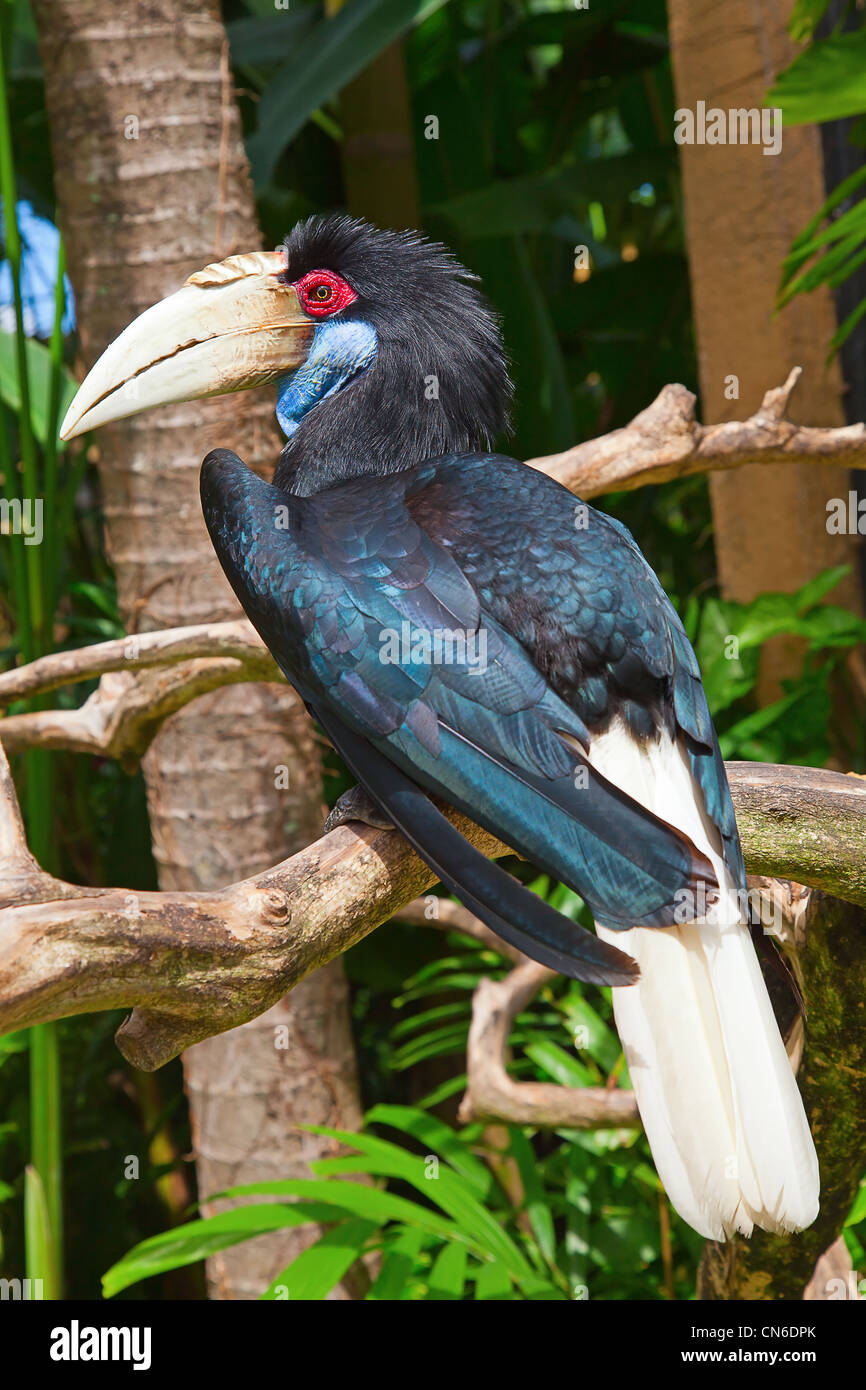 Hornbill in captivity at Bali bird aviary in Indonesia Stock Photo - Alamy