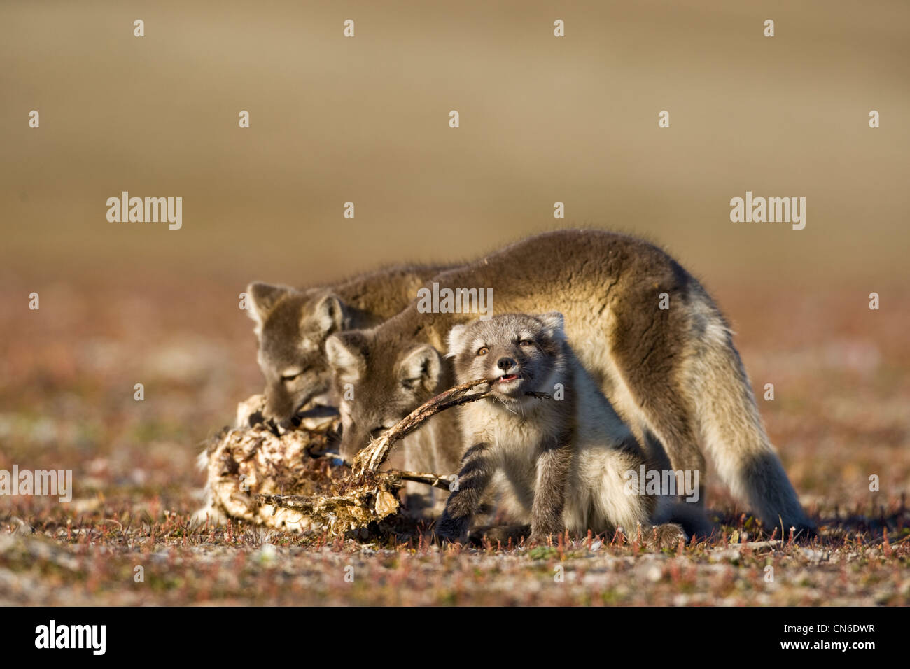 Norway, Svalbard, Edgeoya Island, Arctic Fox (Vulpes lagopus) Kist ...