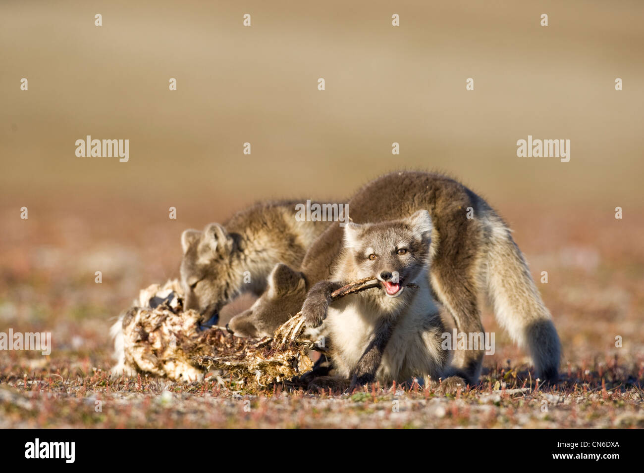 Norway, Svalbard, Edgeoya Island, Arctic Fox (Vulpes lagopus) Kist ...