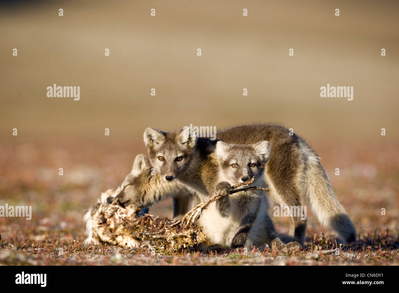 Arctic fox skeleton hi-res stock photography and images - Alamy