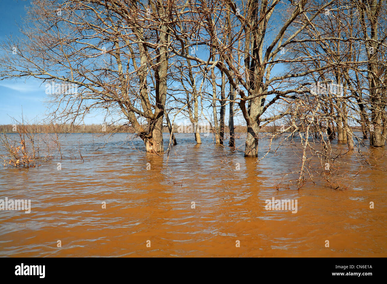 spring flood in oak wood Stock Photo - Alamy