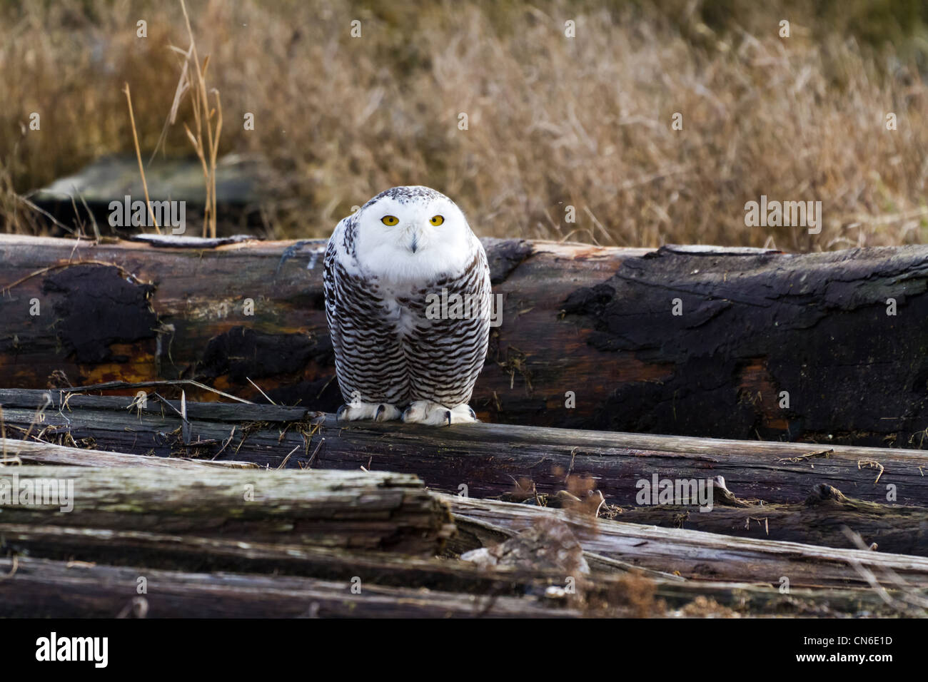 Animal boundary hi-res stock photography and images - Alamy