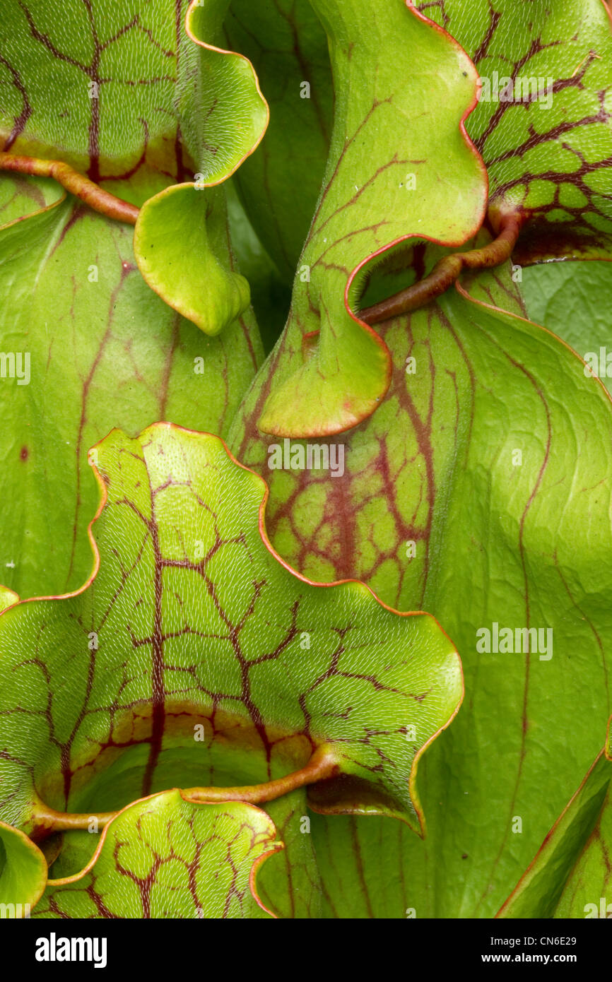 Northern Pitcher Plant, (Sarracenia purpurea), North Springfield Bog ...