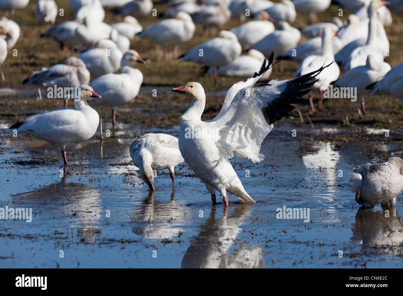 Snow Goose, migratory bird close up shot Stock Photo - Alamy