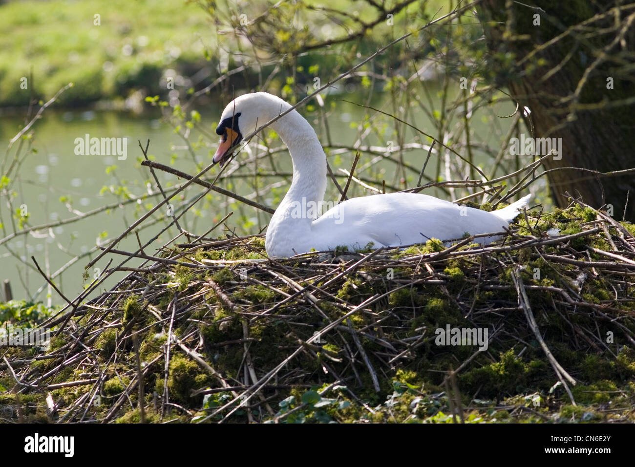 Female mute swan building her nest, Donnington, Gloucestershire, The Cotswolds, England, United ...